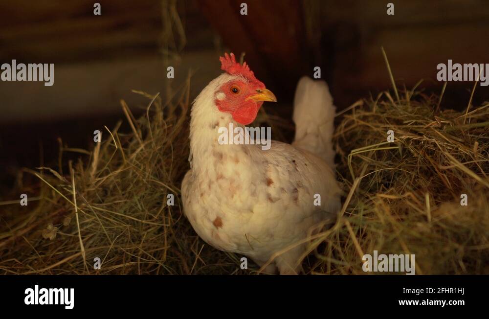 Horizontal rooster Stock Videos & Footage - HD and 4K Video Clips - Alamy