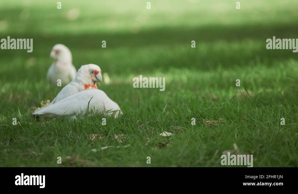 Cockatoos australia Stock Videos & Footage - HD and 4K Video Clips - Alamy
