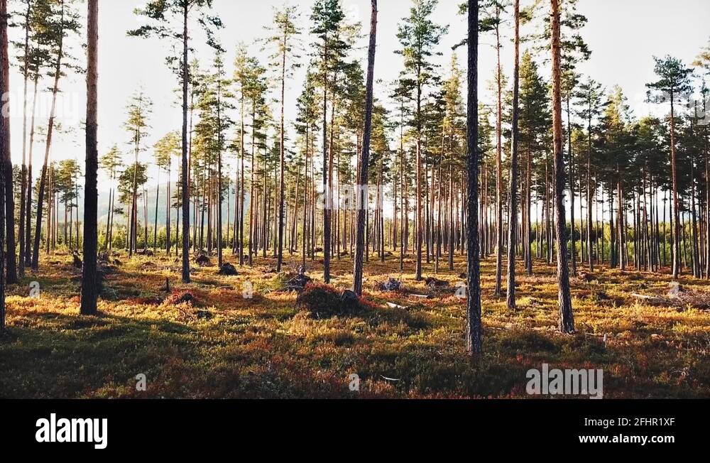 Pinewood with Stock Videos & Footage - HD and 4K Video Clips - Alamy