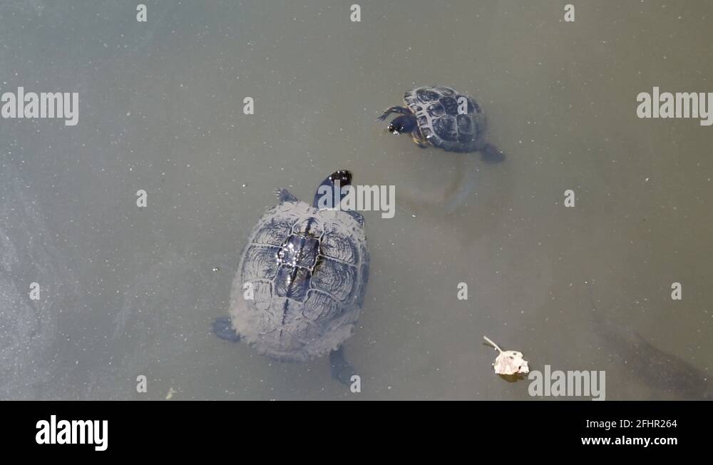 Mother turtle Stock Videos & Footage - HD and 4K Video Clips - Alamy