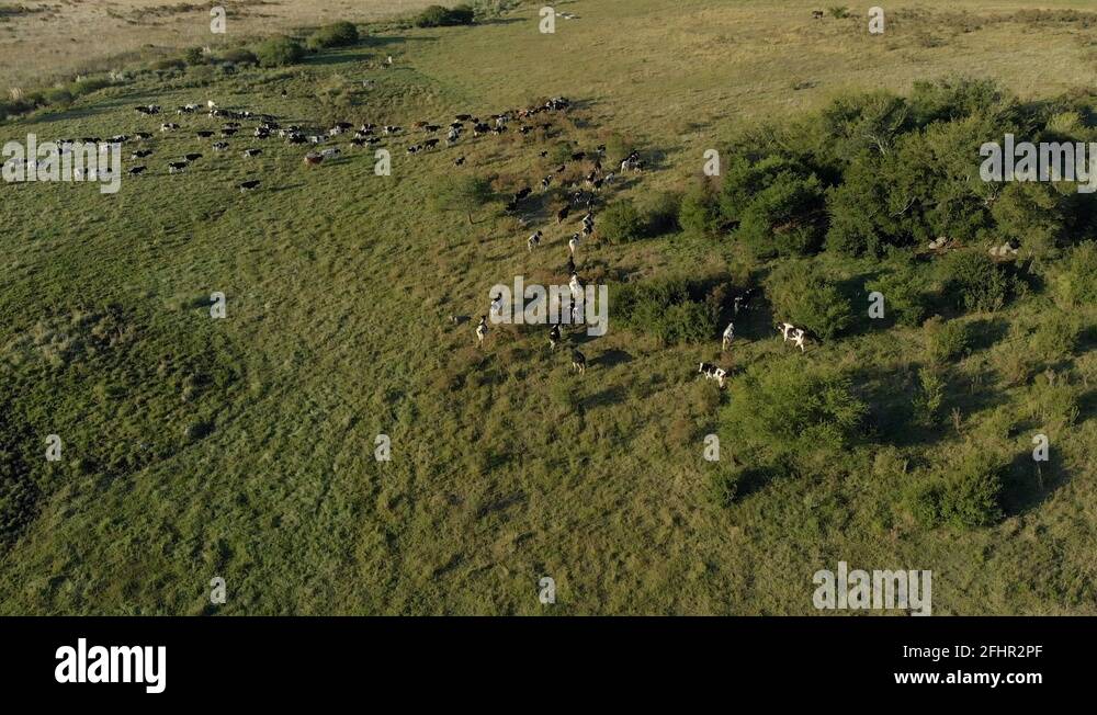 Running cows Stock Videos & Footage - HD and 4K Video Clips - Alamy