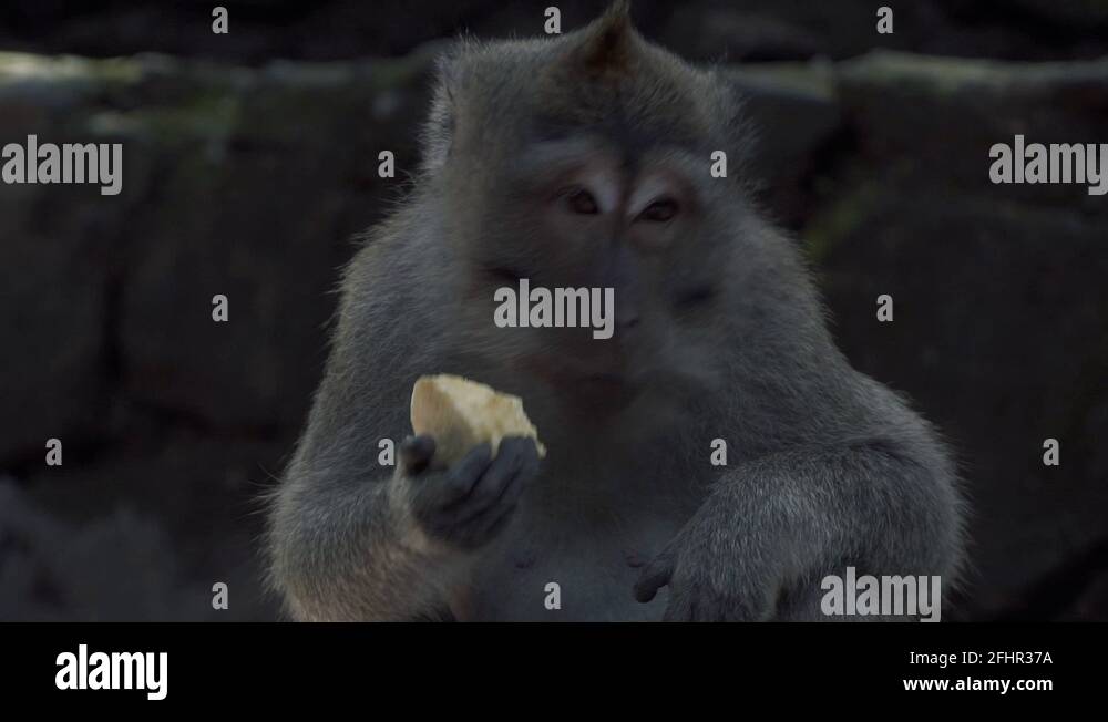 Monkey clip Stock Videos & Footage - HD and 4K Video Clips - Alamy