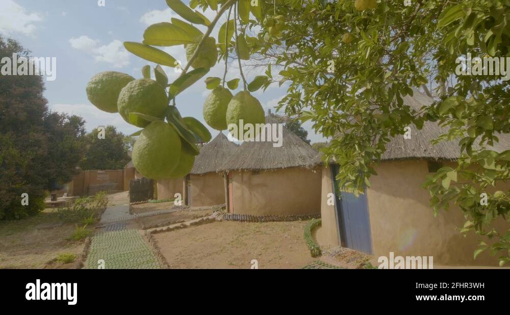 Mini lemon tree Stock Videos & Footage - HD and 4K Video Clips - Alamy