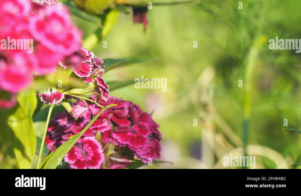 Red maroon flowers Stock Videos & Footage - HD and 4K Video Clips - Alamy