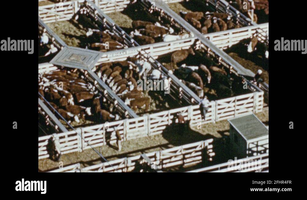 Stockyard pens Stock Videos & Footage - HD and 4K Video Clips - Alamy