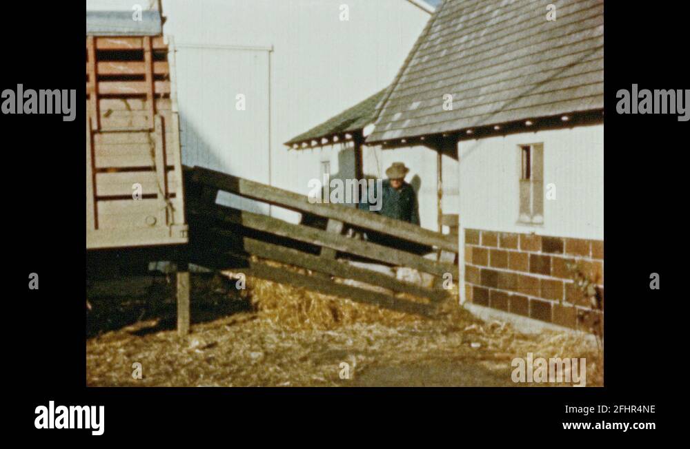 1950s: Man drives hogs up ramp into truck. Livestock truck pulls onto ...