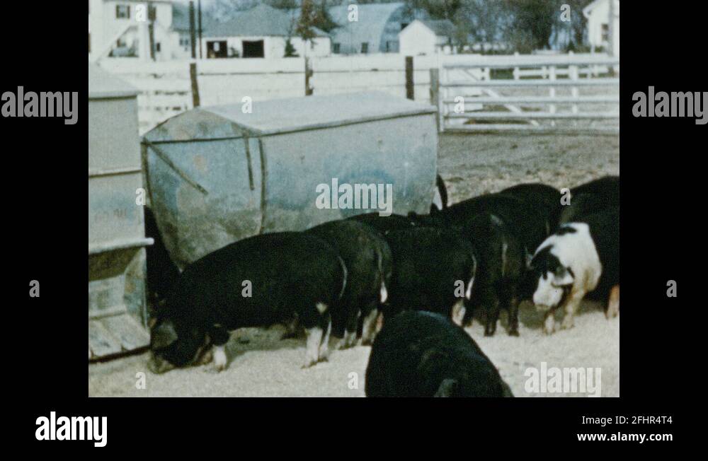 1950s: Various breeds of hogs eat from corn feeders. Man builds hog ...