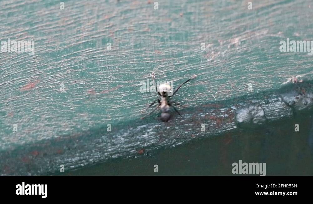 Walking beam Stock Videos & Footage - HD and 4K Video Clips - Alamy