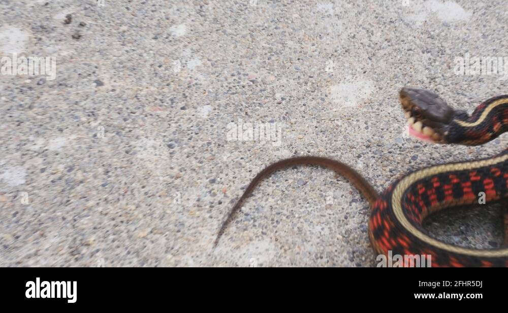 Cement snake Stock Videos & Footage - HD and 4K Video Clips - Alamy