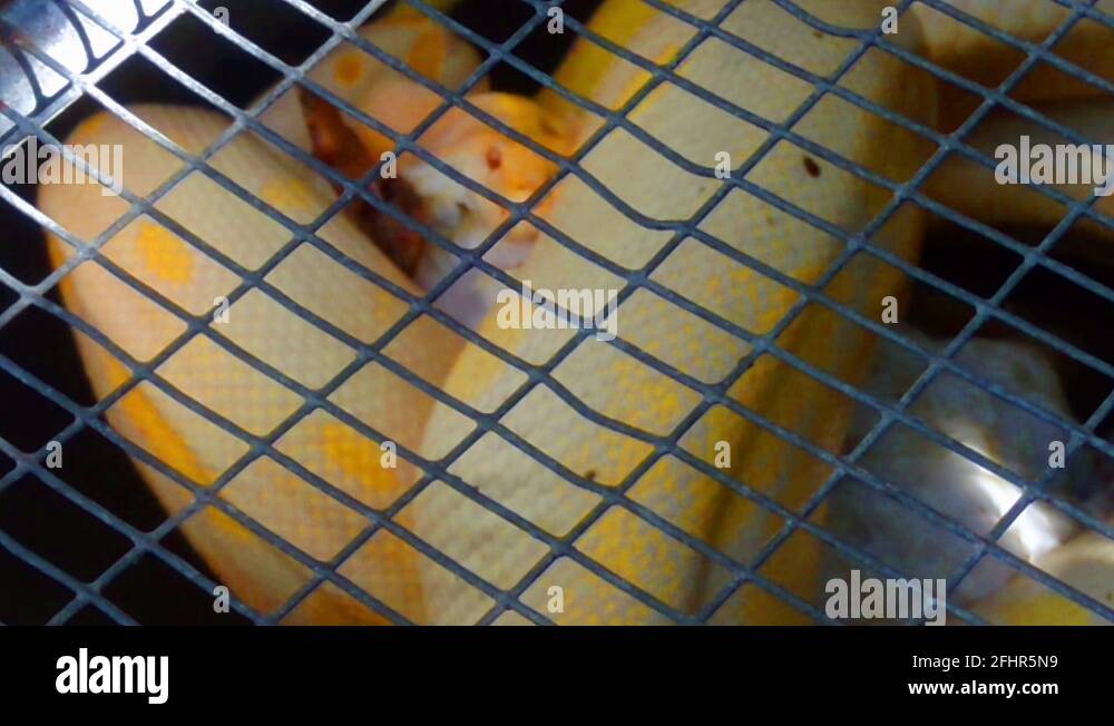 Python eating a rabbit in a cage Stock Video Footage - Alamy