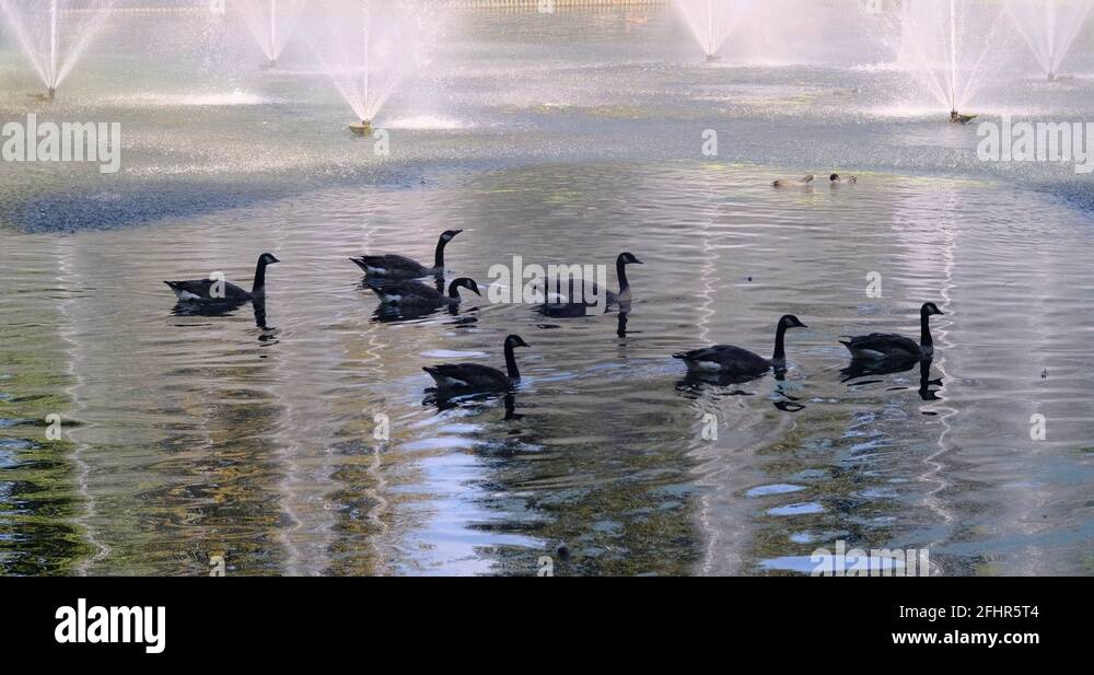 City park fountain geese Stock Videos & Footage - HD and 4K Video Clips ...