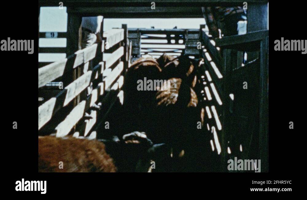 1950s: Cows walk up ramp to livestock trailer. Cattle men load cows ...