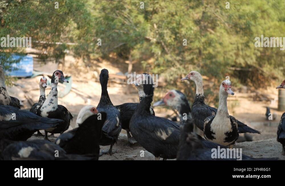 China duck Stock Videos & Footage - HD and 4K Video Clips - Alamy