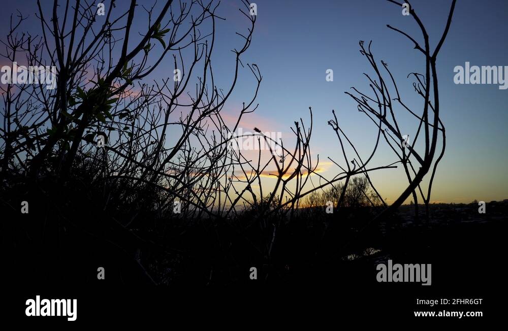 Sunset through branches Stock Videos & Footage - HD and 4K Video Clips ...