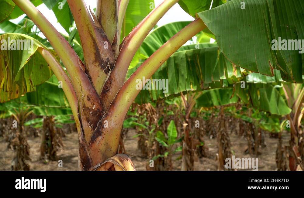 Plantain tree Stock Videos & Footage - HD and 4K Video Clips - Alamy