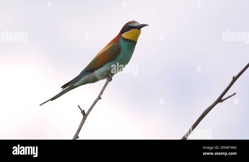 Bird regurgitating Stock Videos & Footage - HD and 4K Video Clips - Alamy