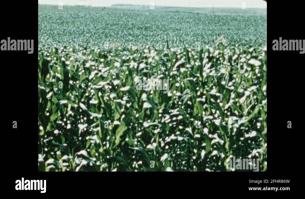 1950s: Field of corn waves in breeze. Farmer opens gate and releases ...