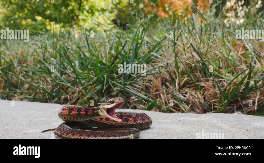 Angry snake open mouth Stock Videos & Footage - HD and 4K Video Clips ...