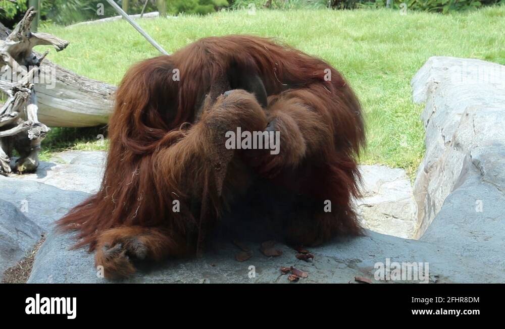 Monkey cone Stock Videos & Footage - HD and 4K Video Clips - Alamy