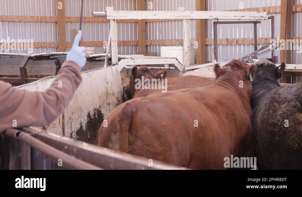 Handling cattle Stock Videos & Footage - HD and 4K Video Clips - Alamy