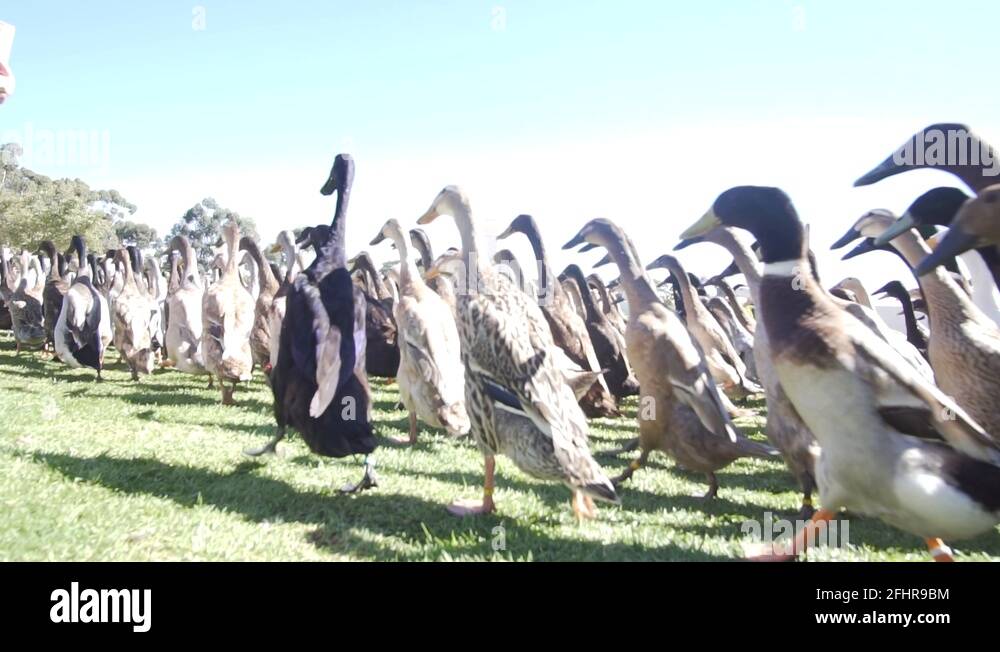 Ducks of south africa Stock Videos & Footage - HD and 4K Video Clips ...