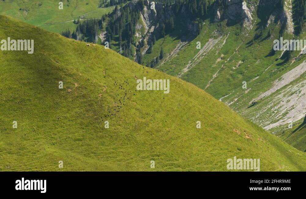 Birds in the alps Stock Videos & Footage - HD and 4K Video Clips - Alamy