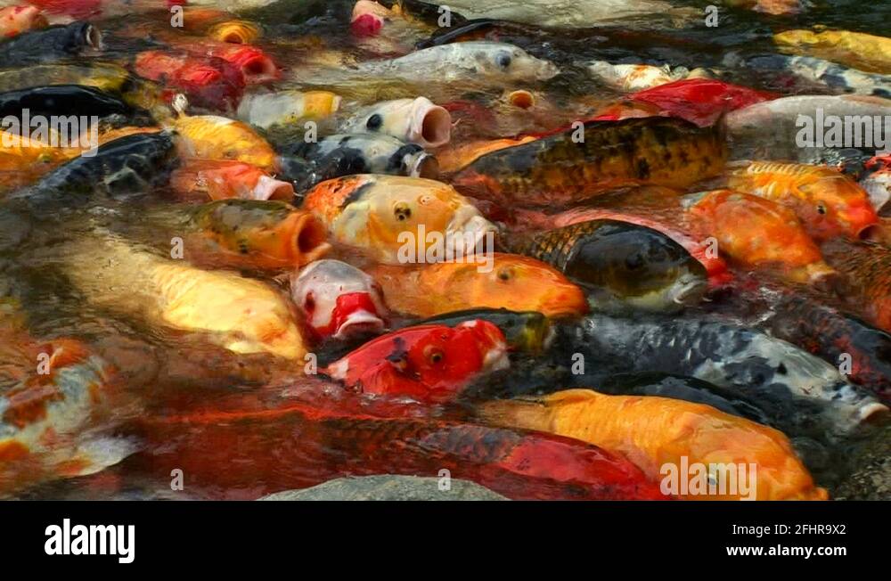 To the multitude Stock Videos & Footage - HD and 4K Video Clips - Alamy