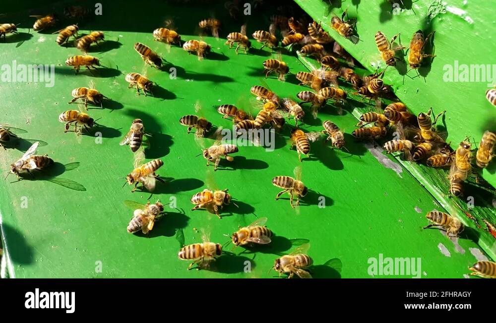 Bee bearding Stock Videos & Footage - HD and 4K Video Clips - Alamy