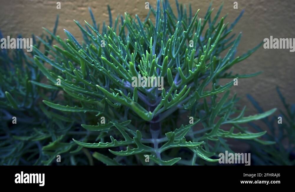 Cool plant Stock Videos & Footage - HD and 4K Video Clips - Alamy