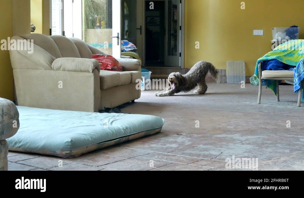 Australian vet Stock Videos & Footage - HD and 4K Video Clips - Alamy