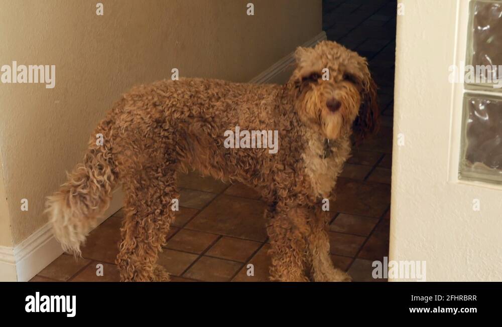 Poodle tail Stock Videos & Footage - HD and 4K Video Clips - Alamy