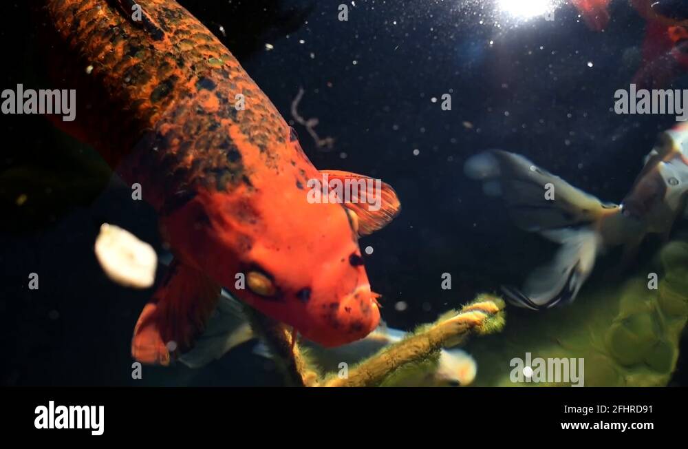 Touching a Koi fish Stock Video Footage - Alamy