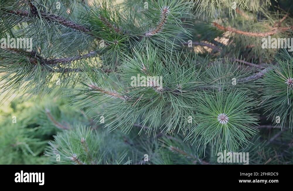 Sharp conifer tree branch needles Stock Videos & Footage - HD and 4K ...