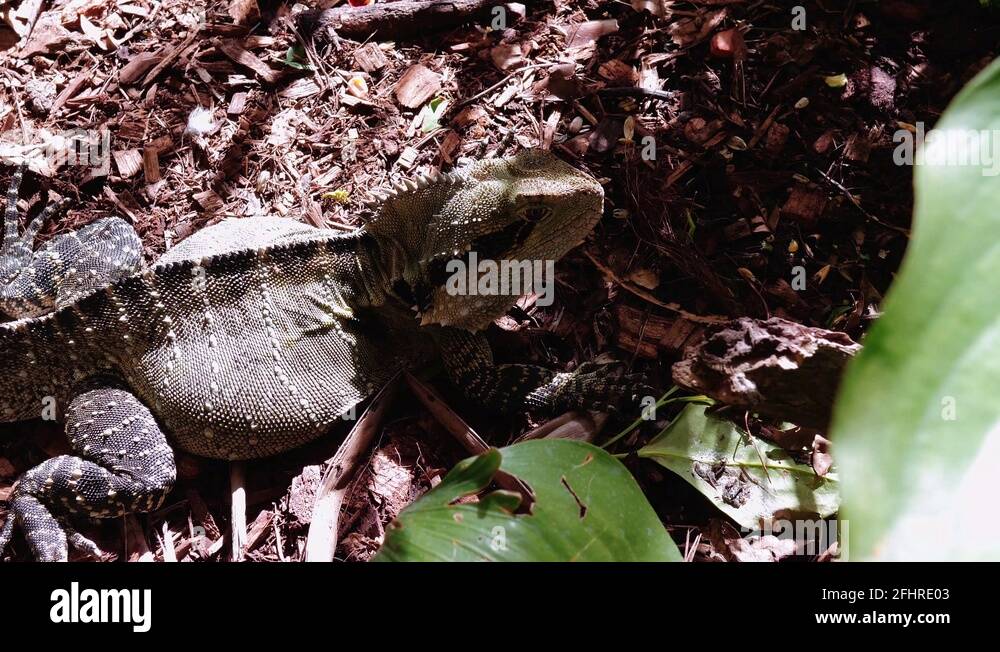 Lizard queensland australia Stock Videos & Footage - HD and 4K Video ...