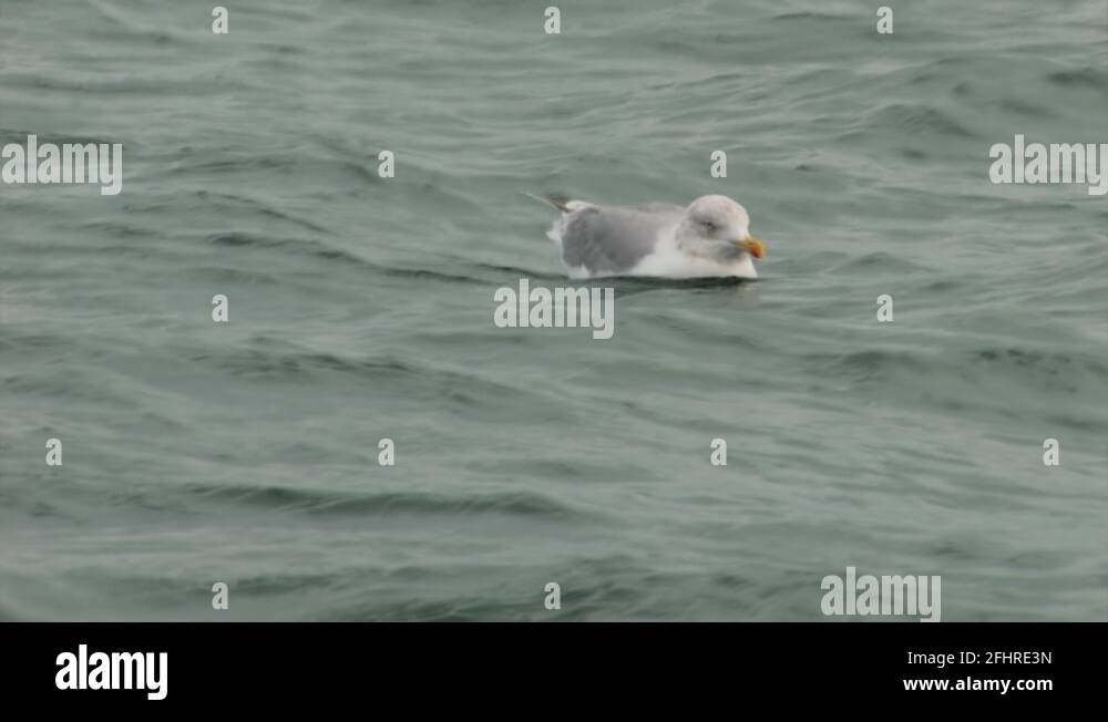A seagull floating on the cold and dark stormy sea Stock Video Footage ...