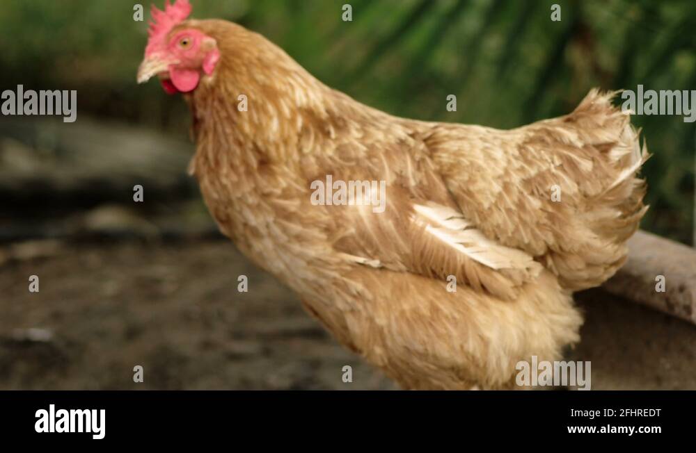 Brown hen chicken uk Stock Videos & Footage - HD and 4K Video Clips - Alamy