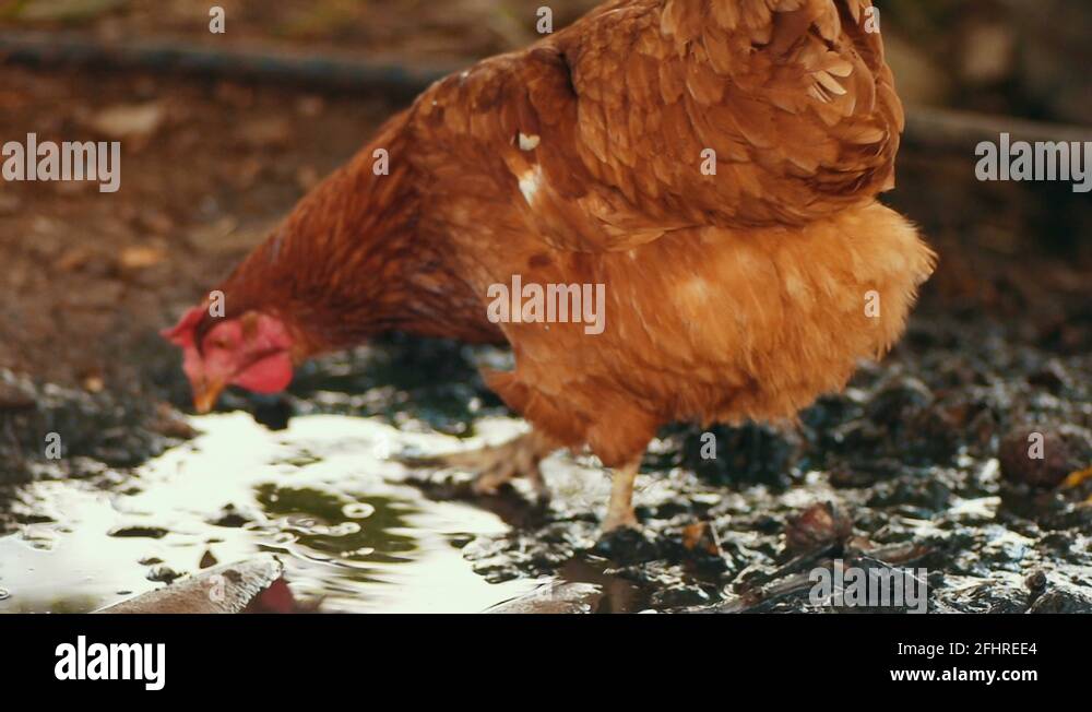 Mud hen water Stock Videos & Footage - HD and 4K Video Clips - Alamy