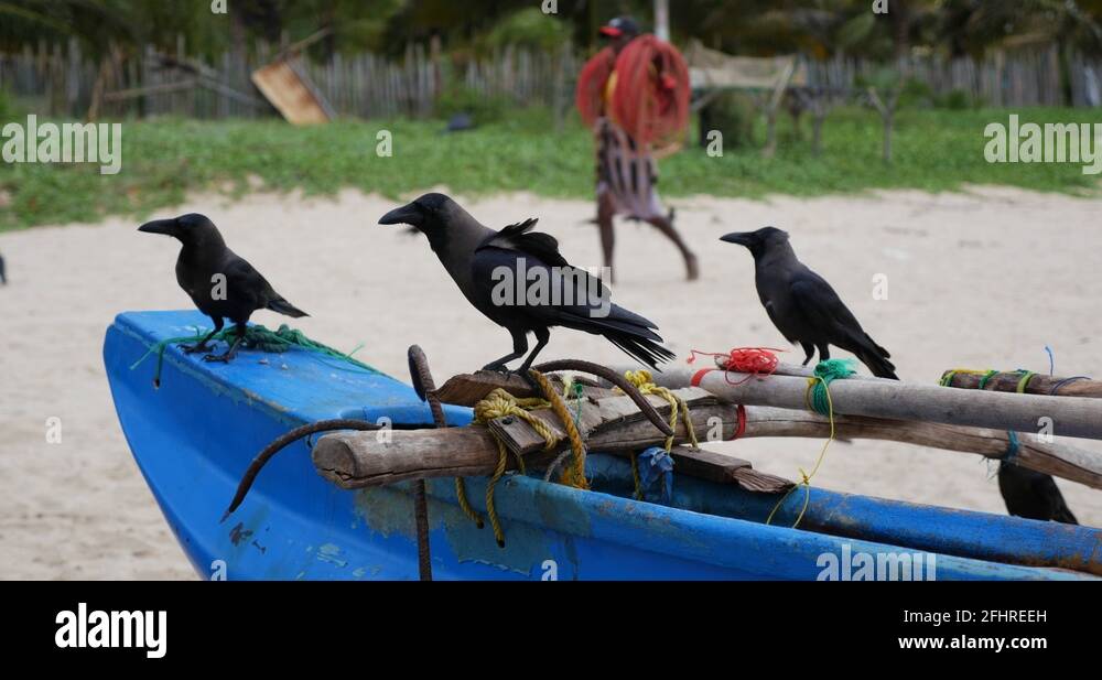 Crows sri lanka Stock Videos & Footage - HD and 4K Video Clips - Alamy
