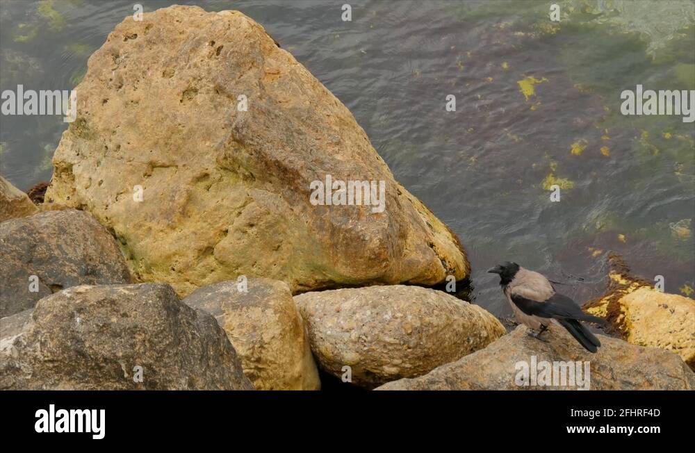 Crow on rocks Stock Videos & Footage - HD and 4K Video Clips - Alamy