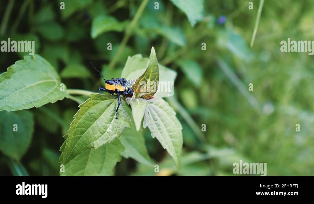 Ghost grasshopper aularches miliaris Stock Videos & Footage - HD and 4K ...