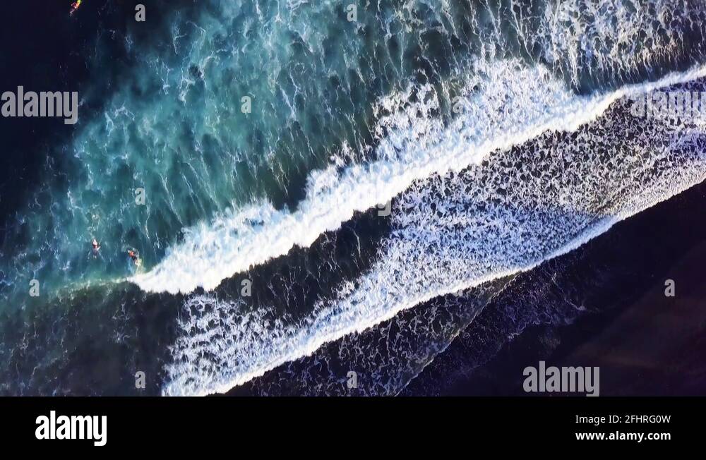 Indonesia bird Stock Videos & Footage - HD and 4K Video Clips - Alamy