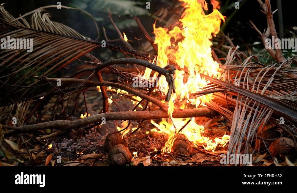 Dead trees burning Stock Videos & Footage - HD and 4K Video Clips - Alamy