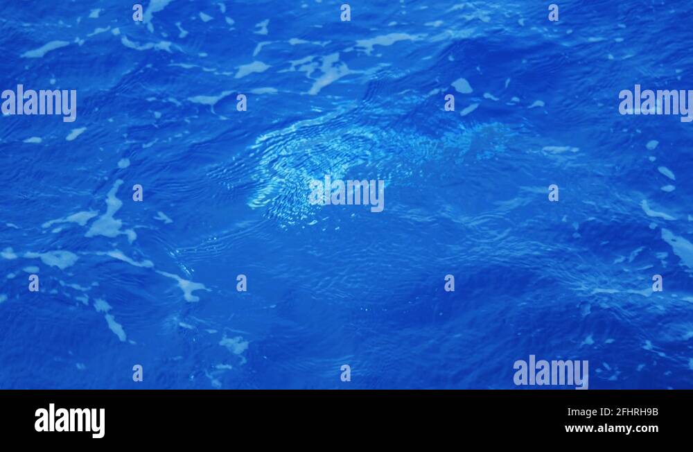 Shape of tuna visible under the ocean surface Stock Video Footage - Alamy