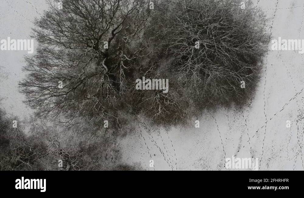 Footprints and trees Stock Videos & Footage - HD and 4K Video Clips - Alamy