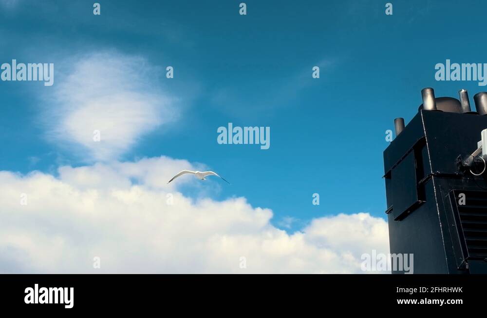 Seagull boat Stock Videos & Footage - HD and 4K Video Clips - Alamy