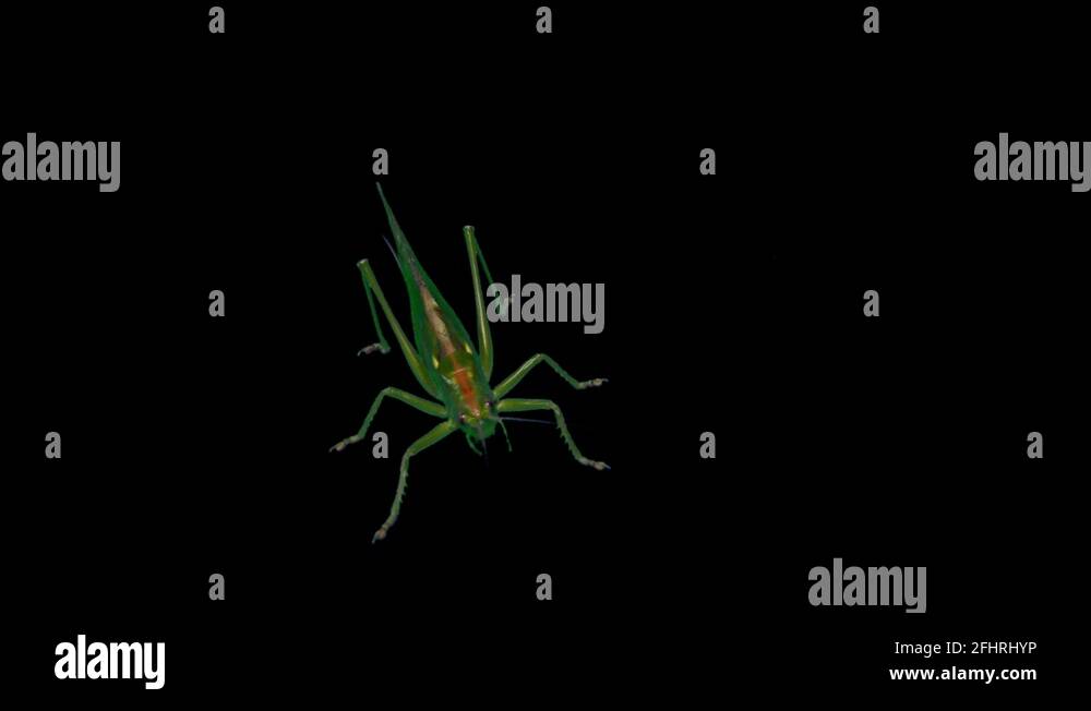 Green Locust Isolated on Black Background, Green Grasshopper, Migratory ...