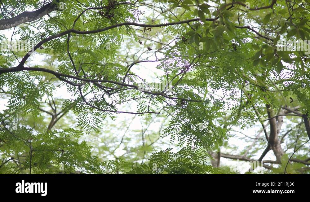 Art of nature Stock Videos & Footage - HD and 4K Video Clips - Alamy