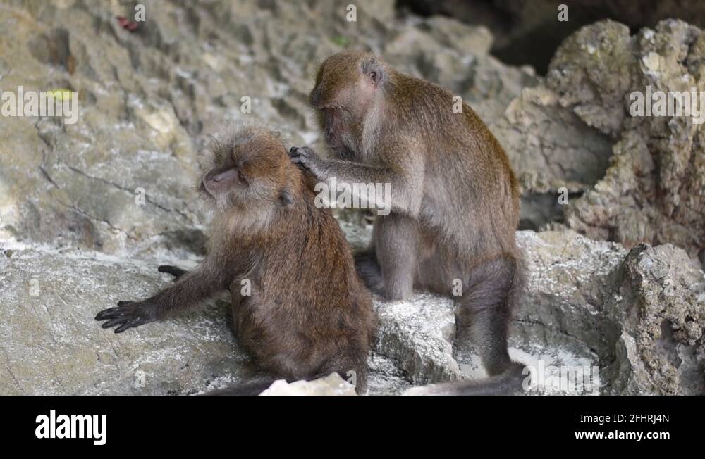 Two monkeys grooming Stock Videos & Footage - HD and 4K Video Clips - Alamy