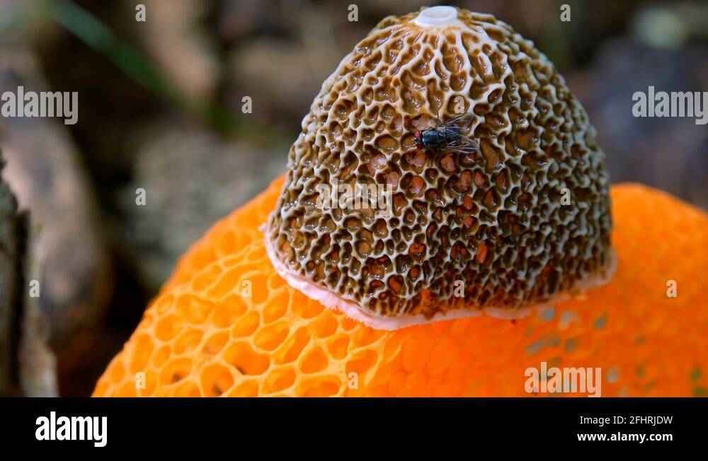 Odd mushroom Stock Videos & Footage - HD and 4K Video Clips - Alamy