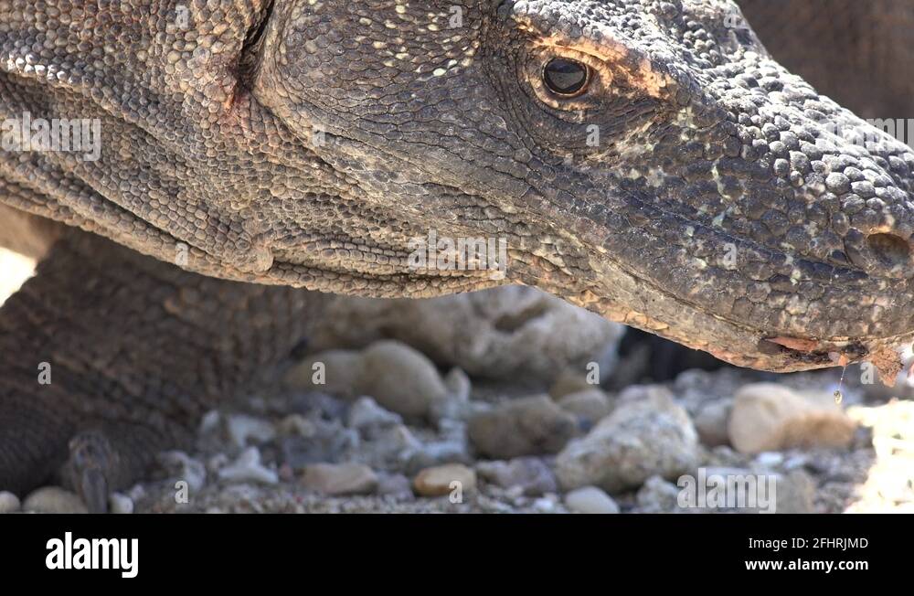 Komodo Dragon standing on beach smelling with tongue with drool hanging ...
